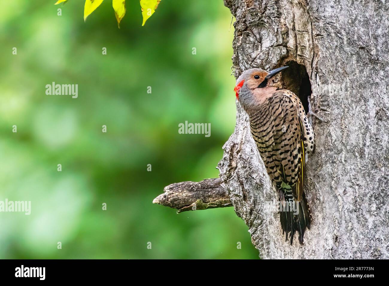 Male northern flicker at nest site Stock Photo - Alamy