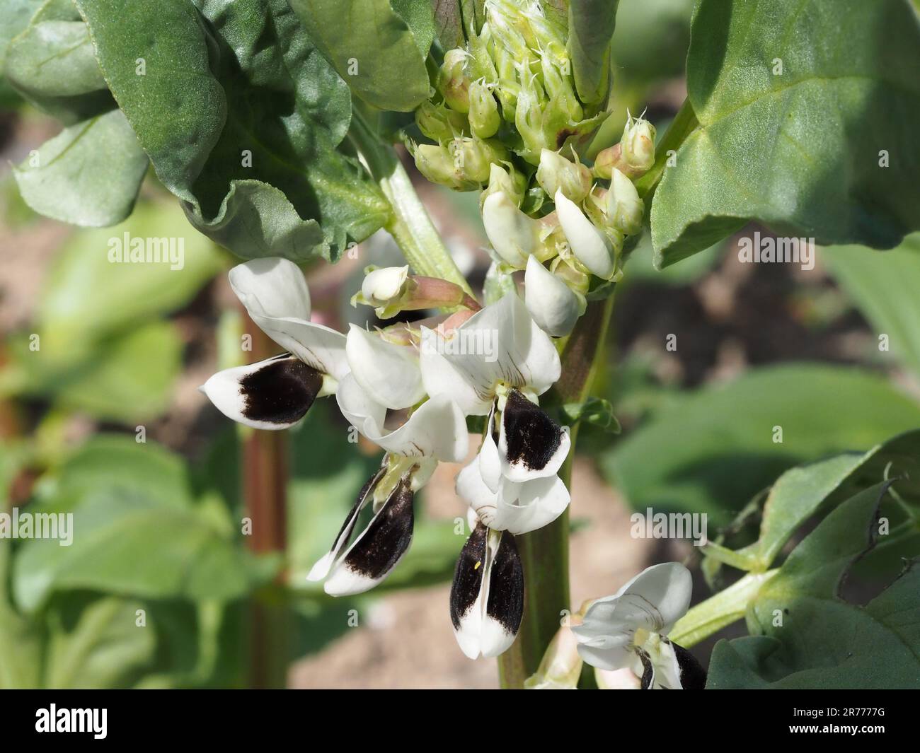 Broad bean flower hi-res stock photography and images - Alamy