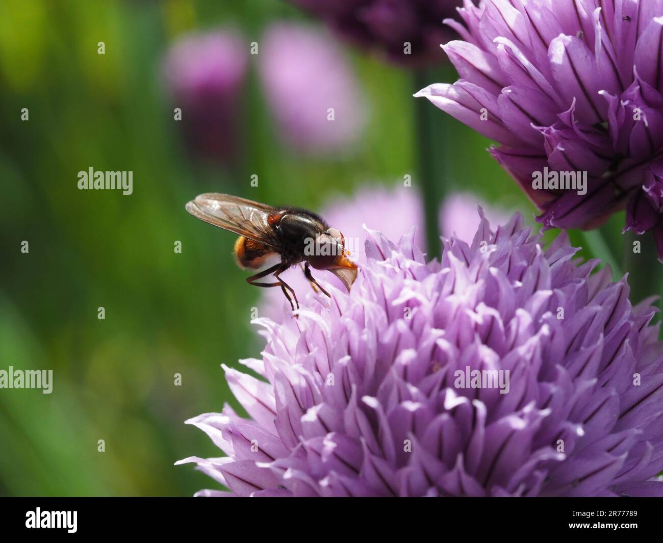 Hover fly, Rhingia campestris, in the family Syrphidae, feeding on ...