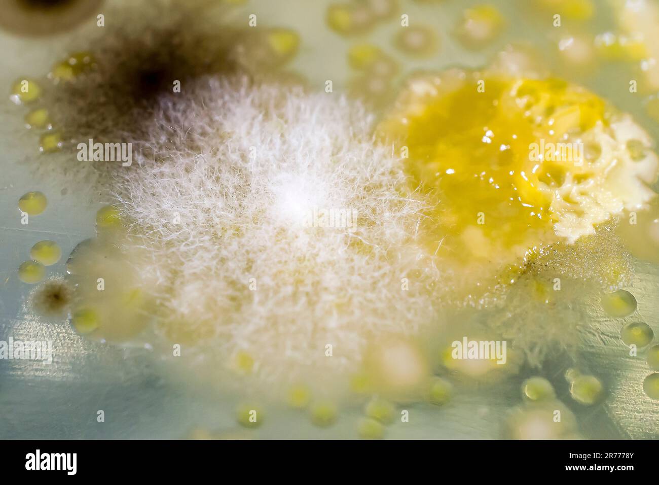 Testing air quality. Colonies of different bacteria and mold fungi ...