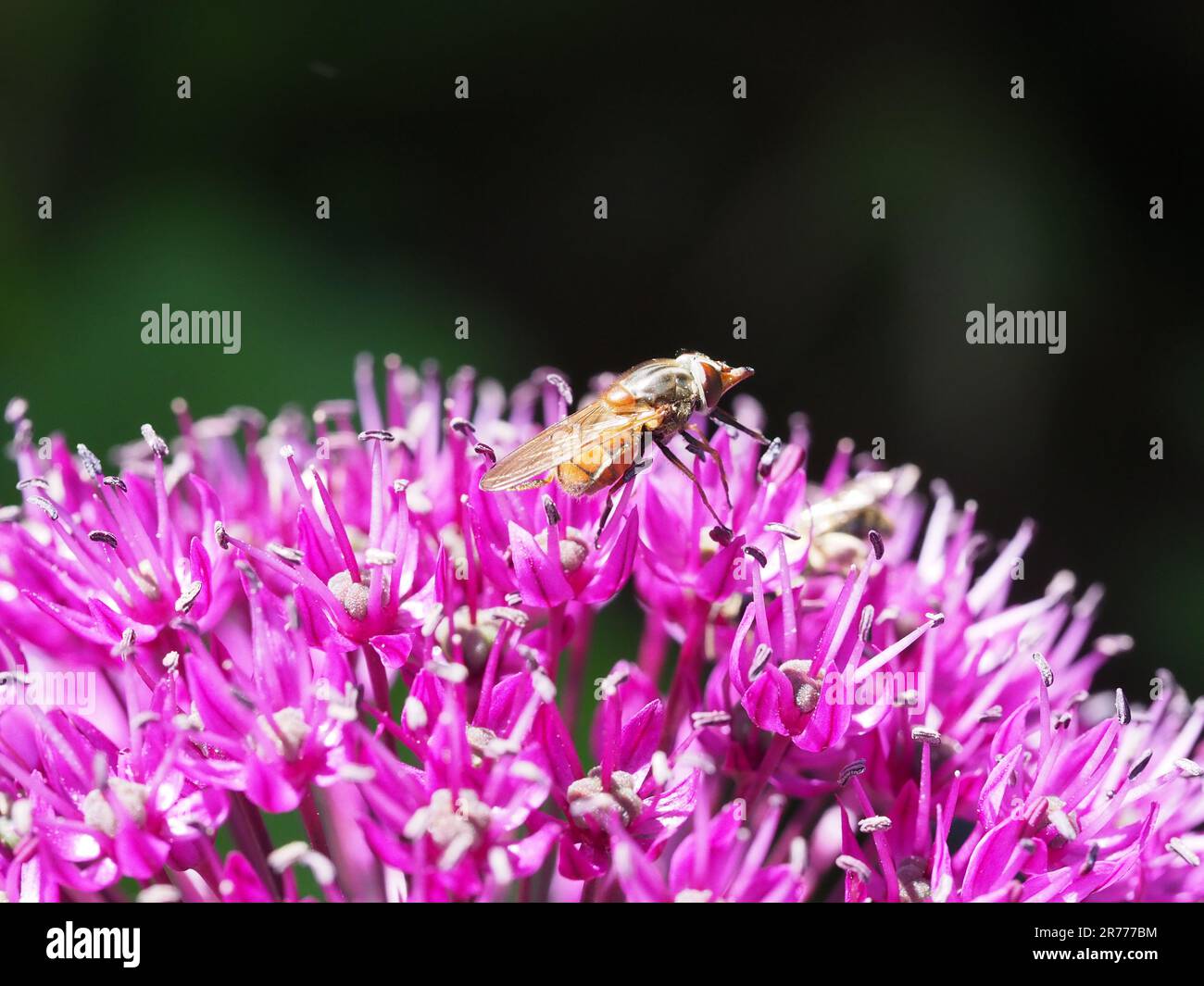Rhingea campestris hi-res stock photography and images - Alamy