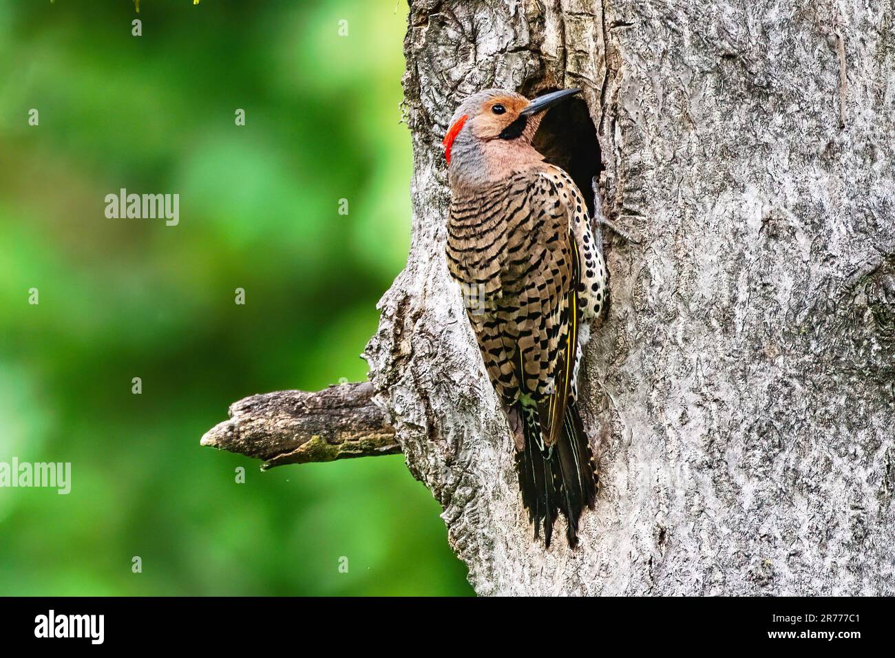 Male northern flicker at nest site Stock Photo - Alamy