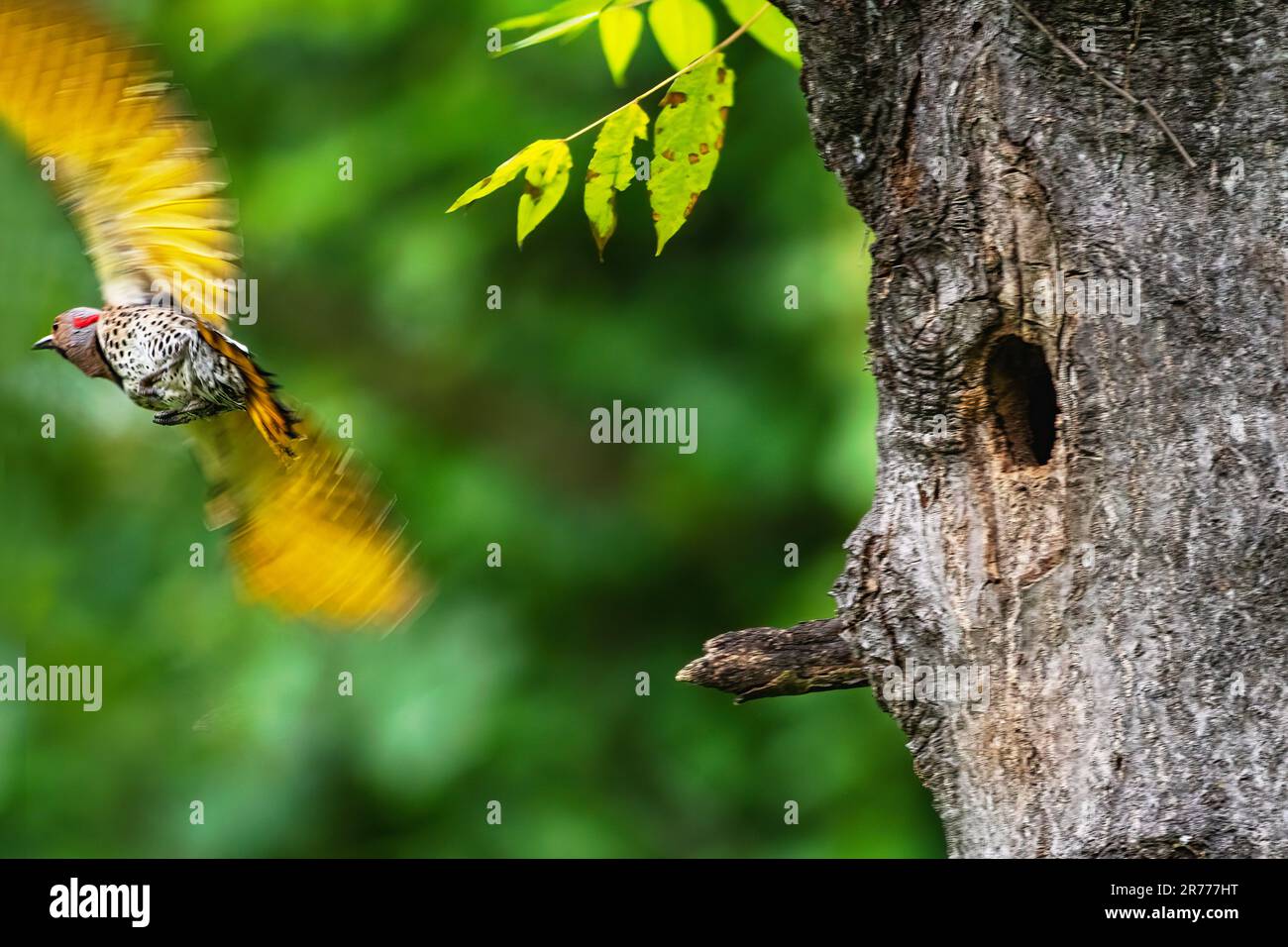 Northern flicker flight - motion leaving nest cavity Stock Photo - Alamy