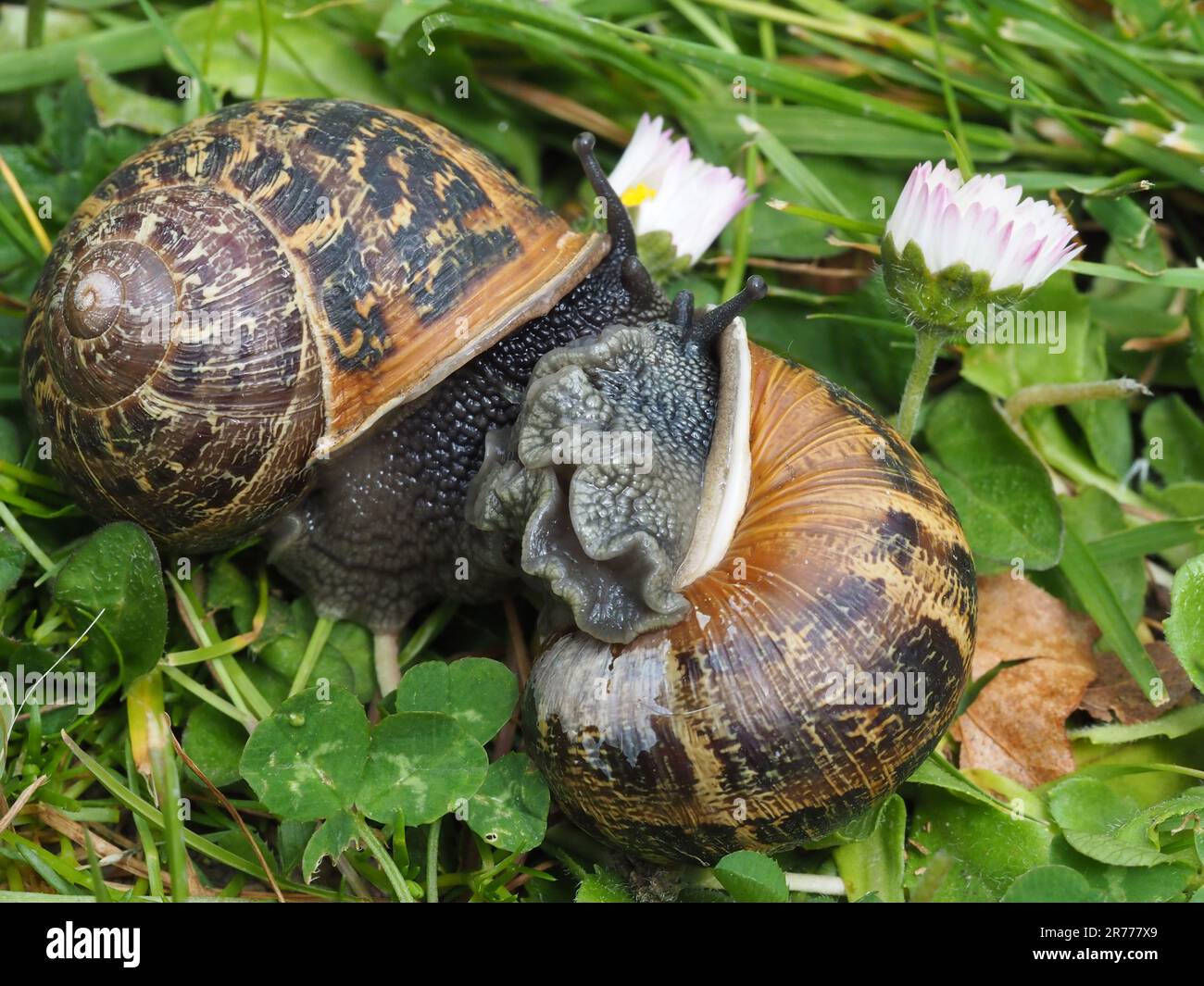 Two garden snails, Helix aspersa, mating Stock Photo - Alamy