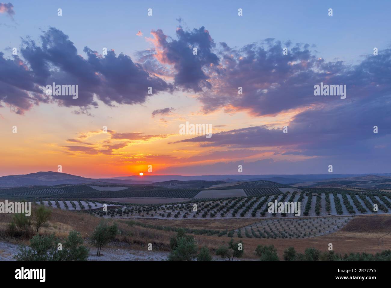 typical Andalusian landscape during sunset, Spain Stock Photo - Alamy