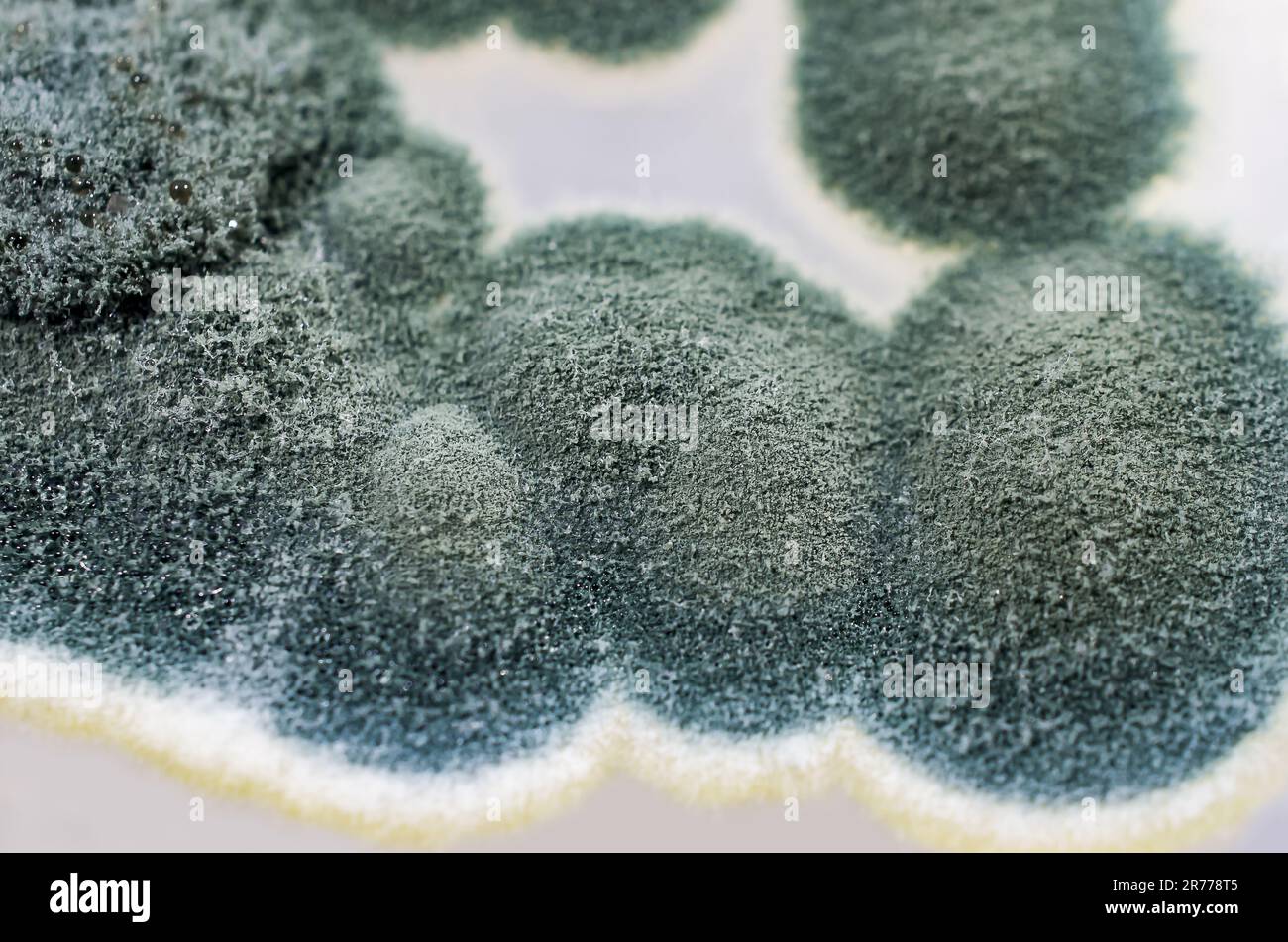 Colonies of Penicillium fungi grown on Sabouraud Dextrose Agar (SDA ...