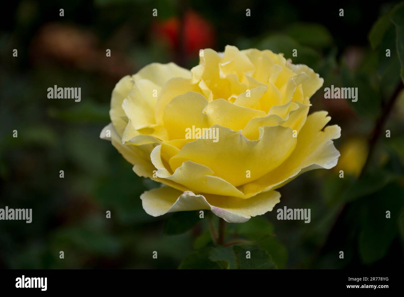 Closeup picture of a beautiful single yellow rose flower blooming in ...