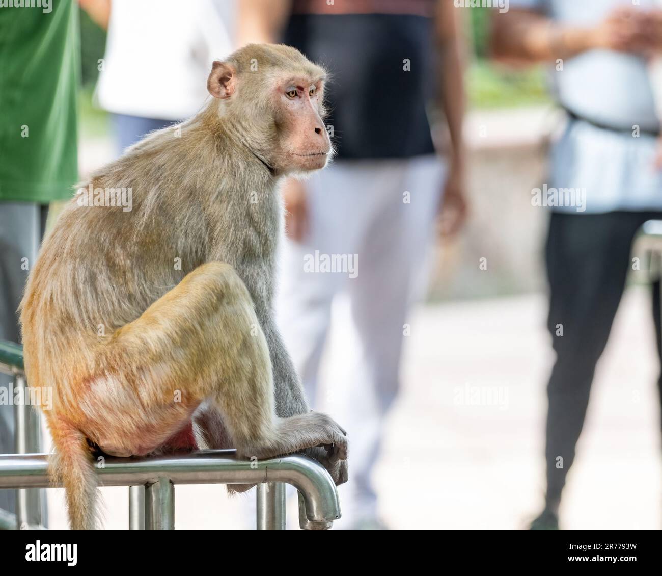 A monkey in deep thoughts Stock Photo - Alamy