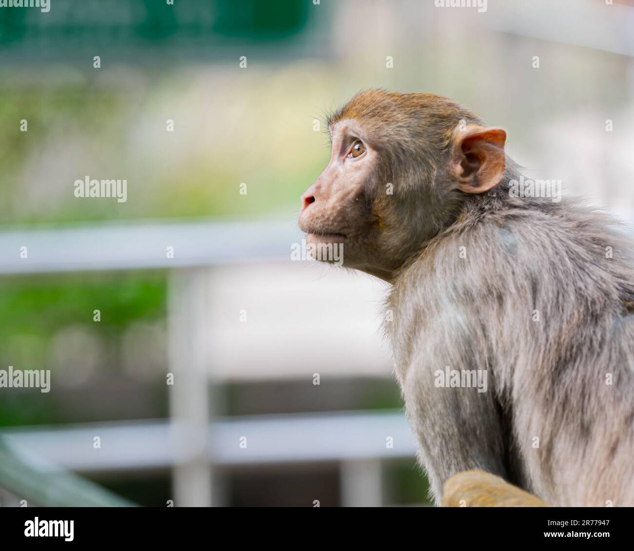 A monkey looking up in sky Stock Photo - Alamy