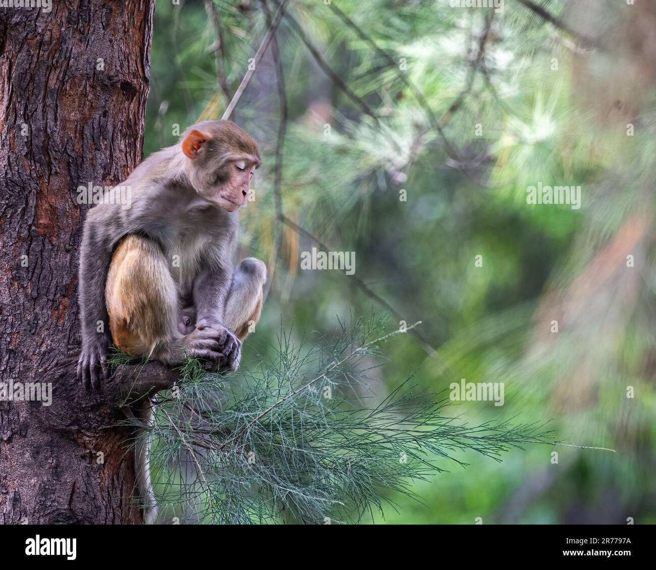 A monkey sleeping on a tree Stock Photo - Alamy