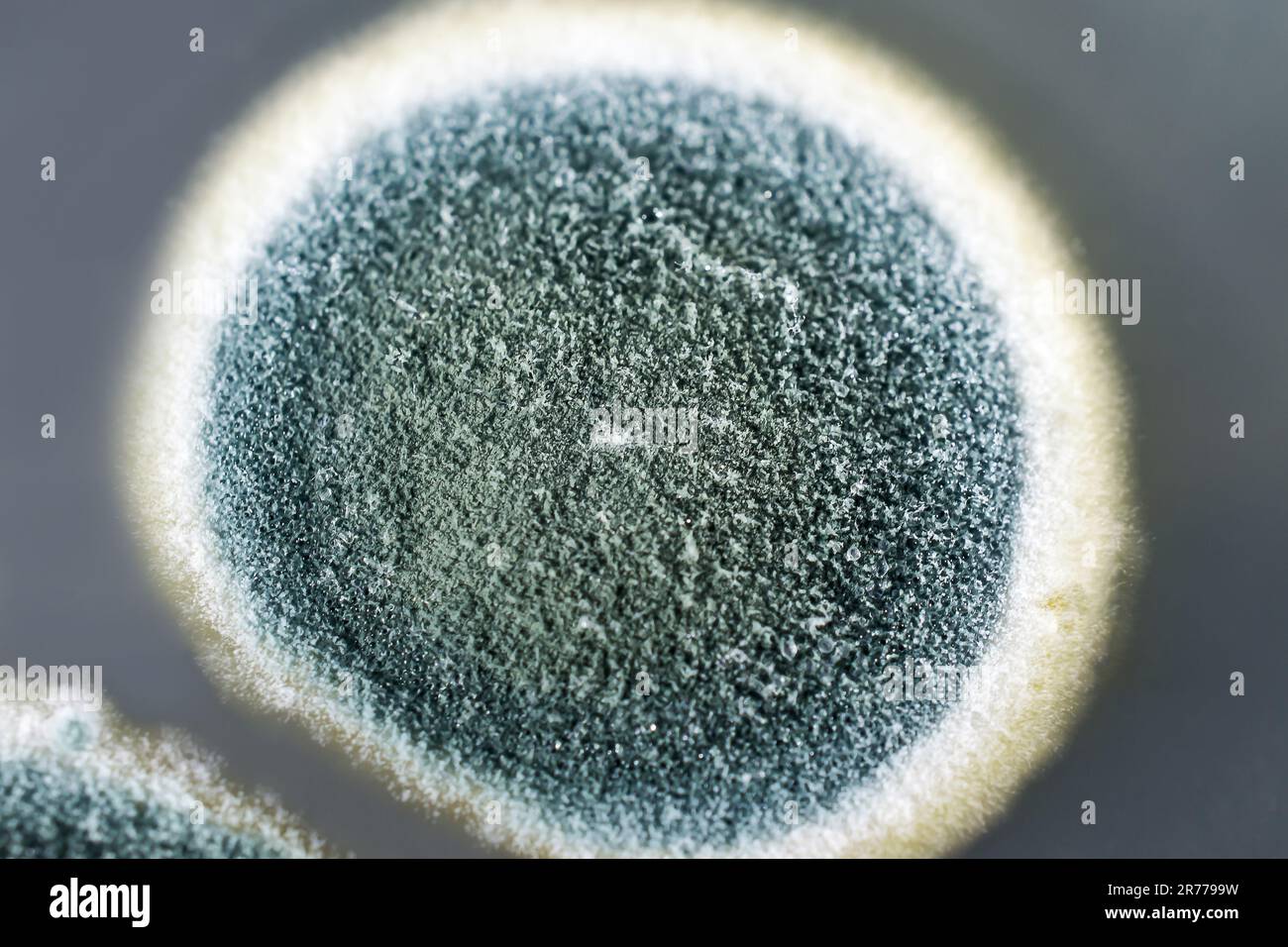 Colonies of Penicillium fungi grown on Sabouraud Dextrose Agar (SDA ...