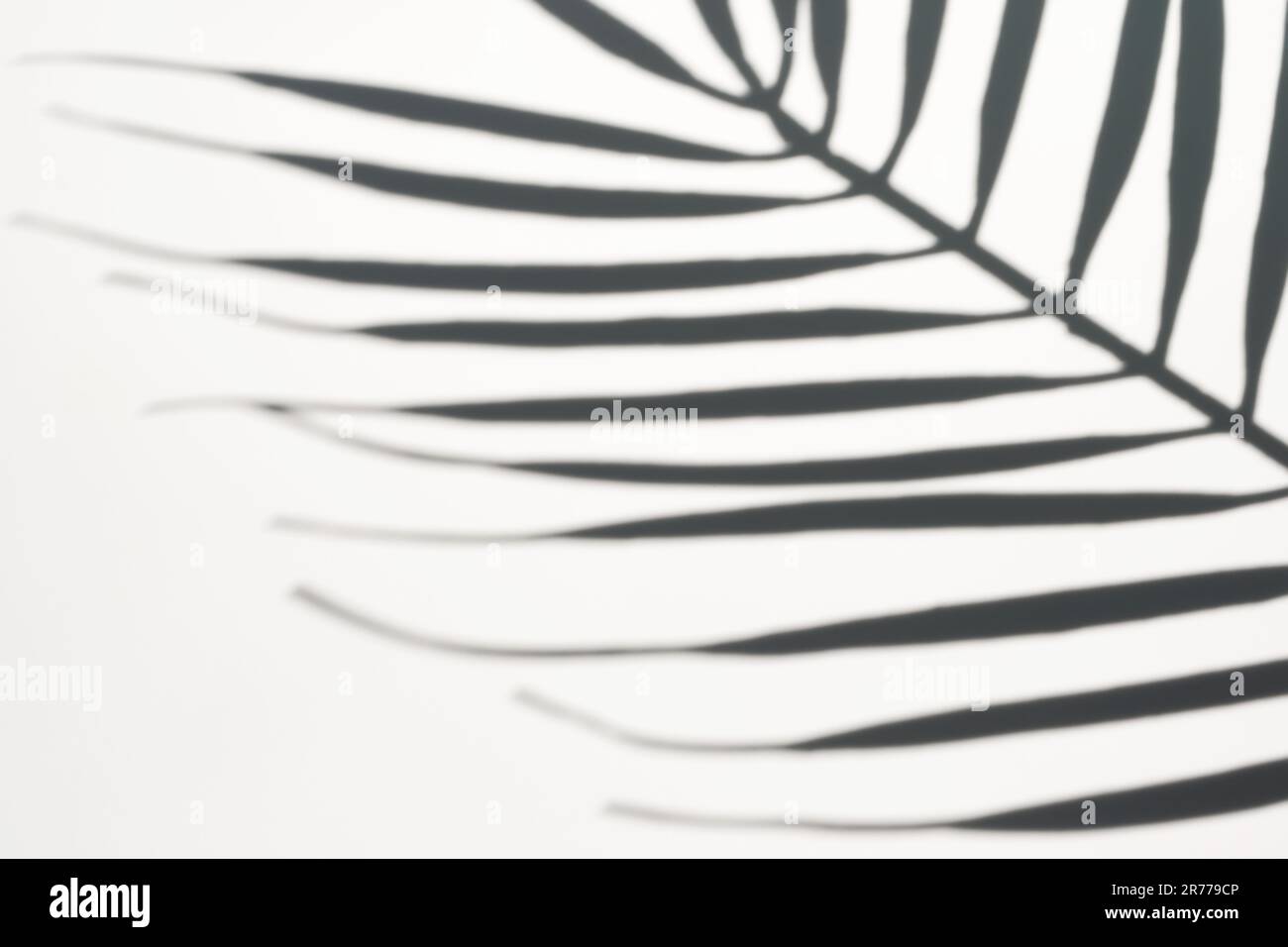 Shadow of palm leaf on white background. Creative drawing of light and ...