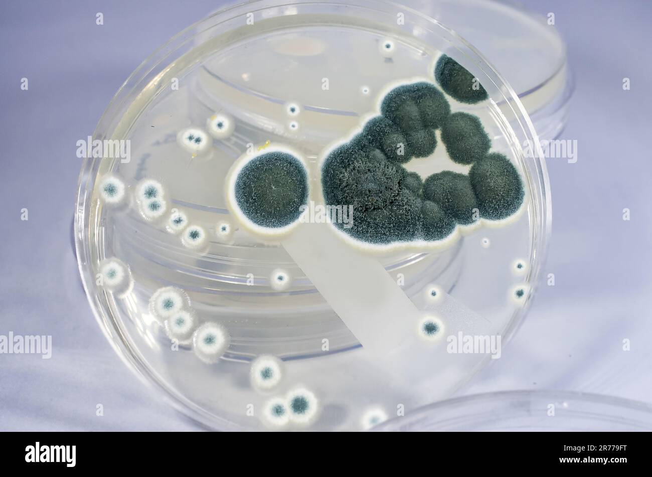 Colonies of Penicillium fungi grown on Sabouraud Dextrose Agar (SDA ...