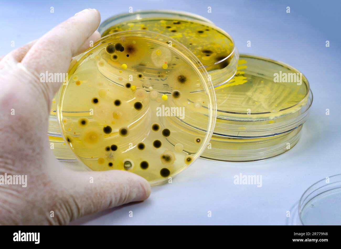 Colonies of different bacteria and mold fungi cultivated from indoor ...