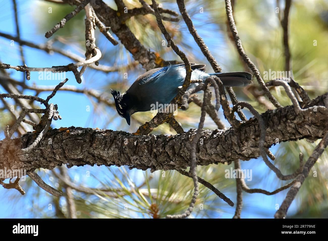 Steller's jay, pine jay, Diademhäher, Geai de Steller, Cyanocitta ...