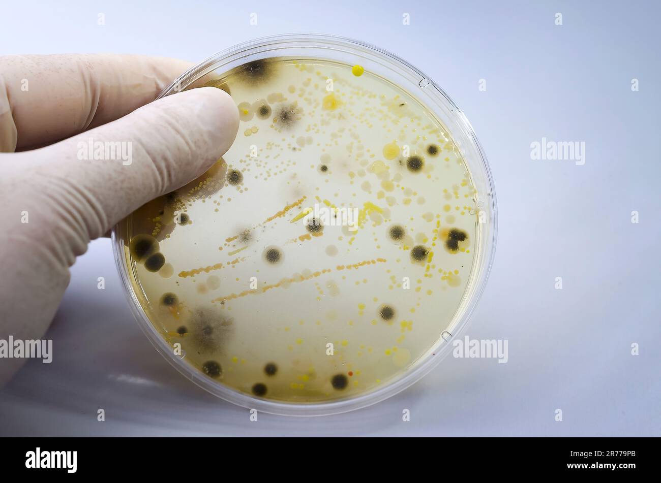 Colonies of different bacteria and mold fungi cultivated from indoor ...