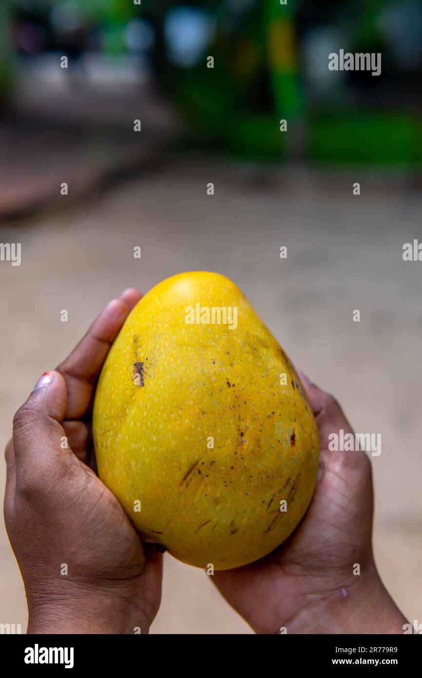 A lovely mango lies gracefully on the palm, its background made up of ...