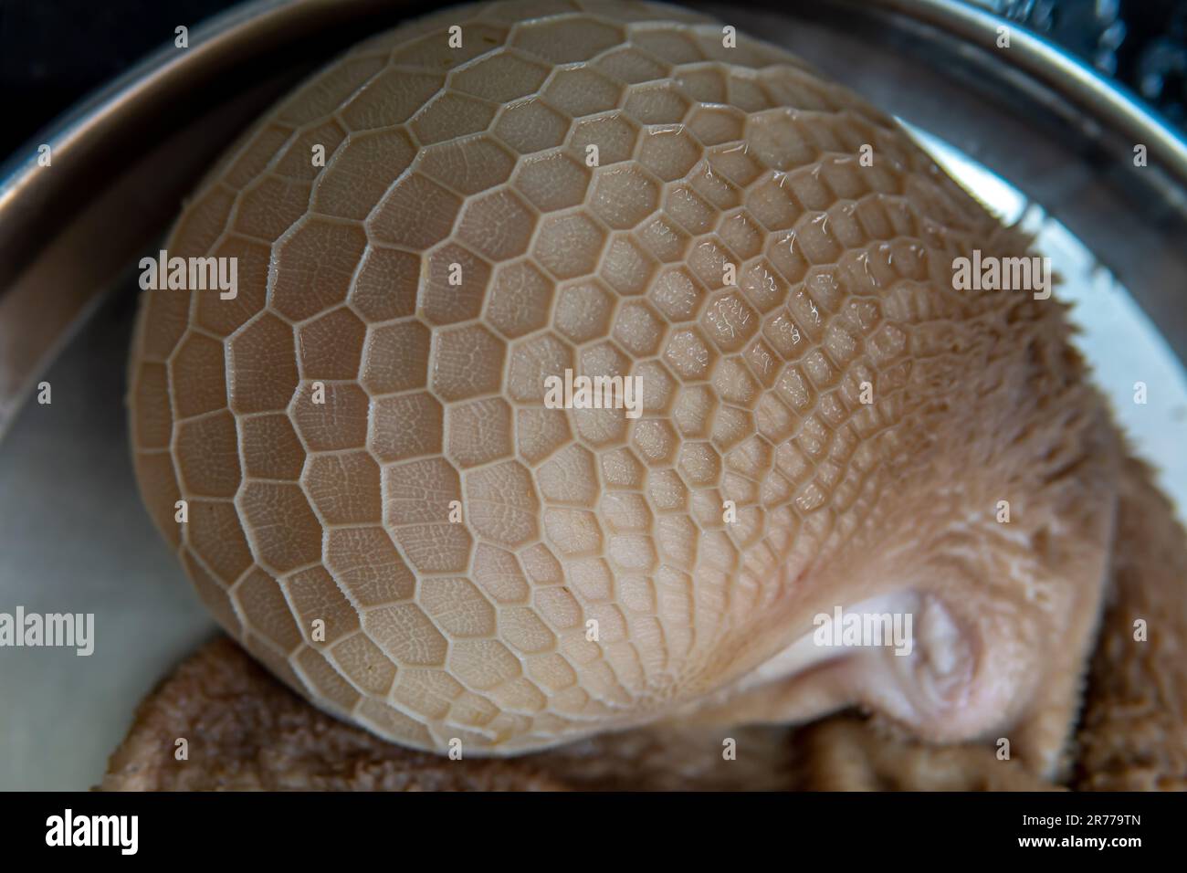 The exterior of the goat stomach has been meticulously cleaned and is ...