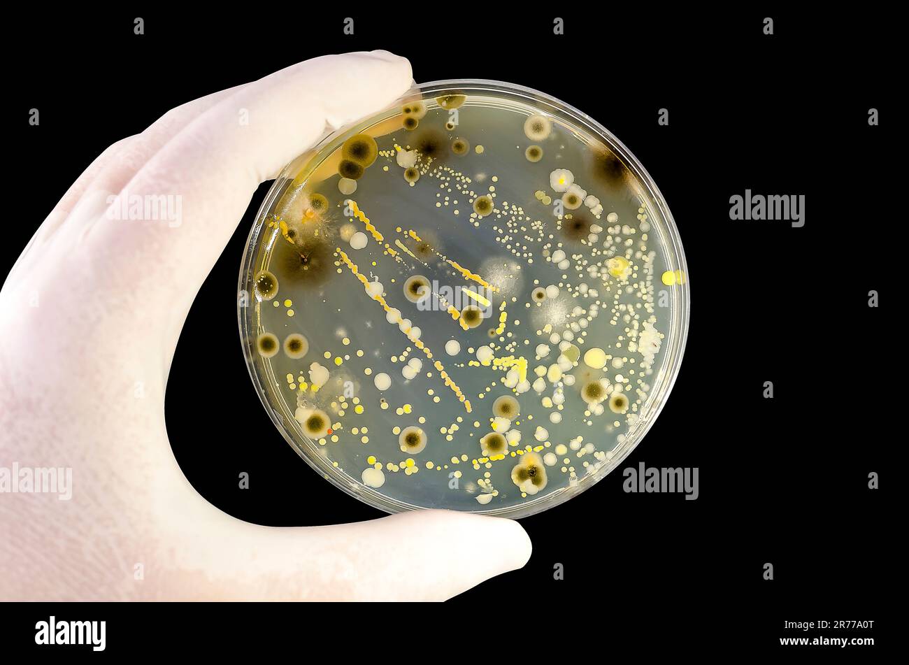 Colonies of different bacteria and mold fungi cultivated from indoor ...