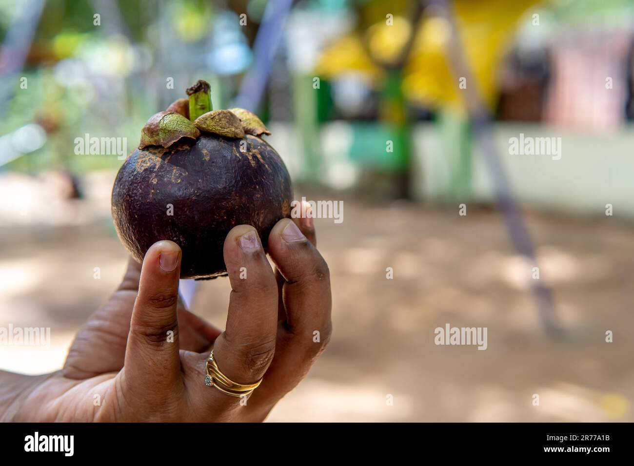 A mangosteen fruit gracefully graces the palm and is gently supported ...