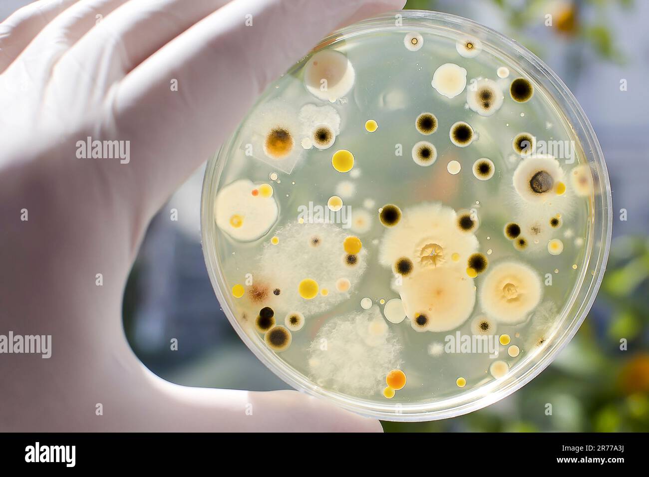 Colonies of different bacteria and mold fungi cultivated from indoor ...