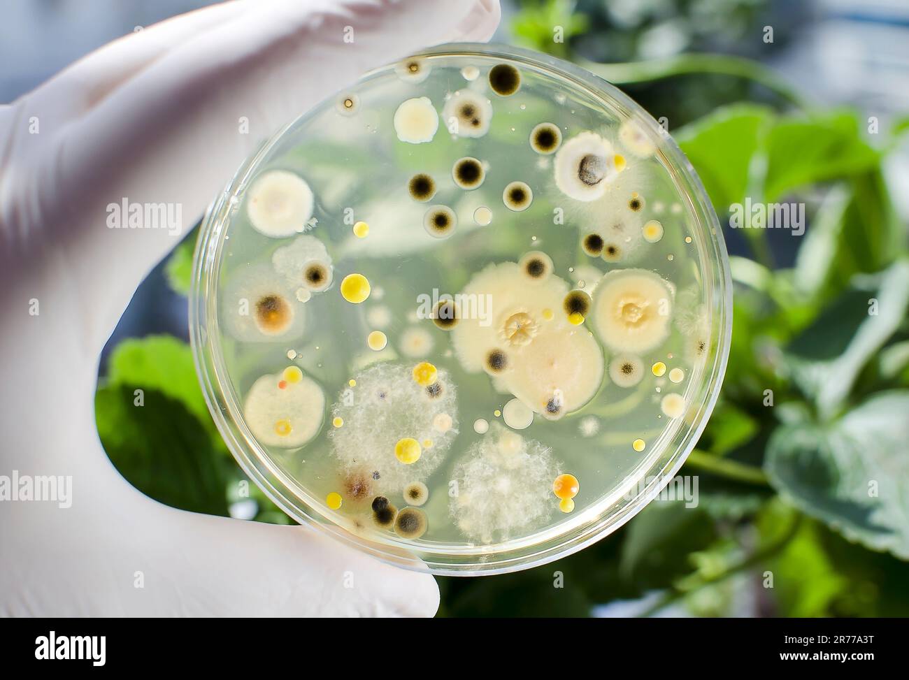 Colonies of different bacteria and mold fungi cultivated from indoor ...