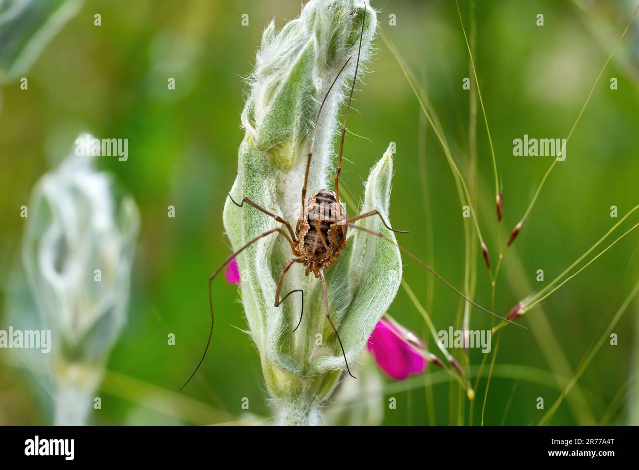 Harvest spider hi-res stock photography and images - Alamy