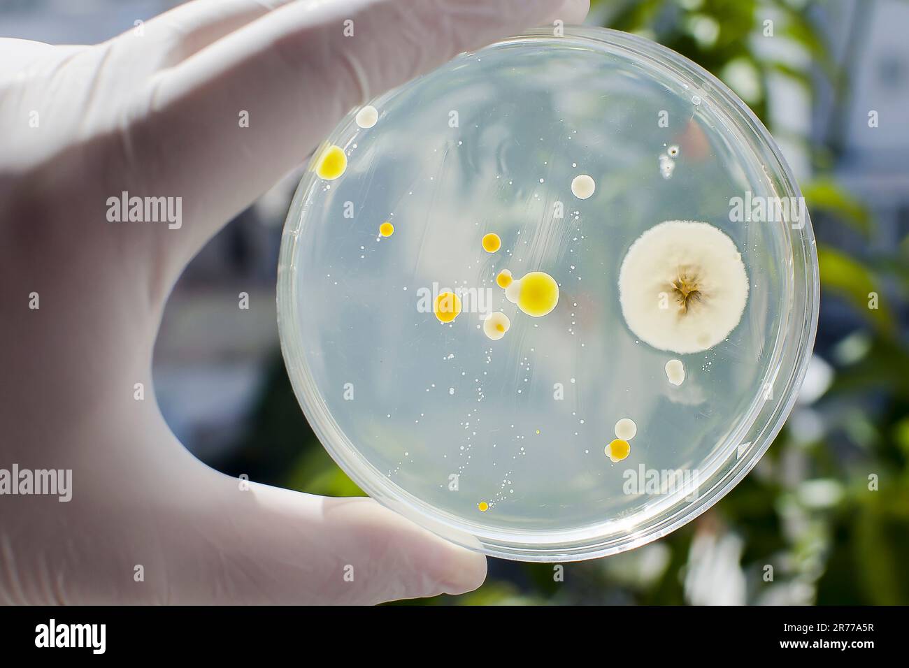 Colonies of different bacteria and mold fungi cultivated from indoor ...