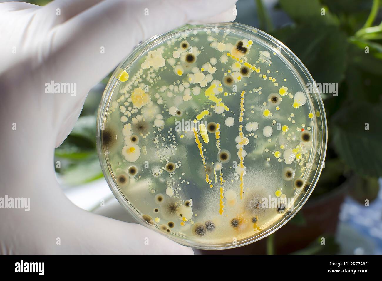 Colonies of different bacteria and mold fungi cultivated from indoor ...