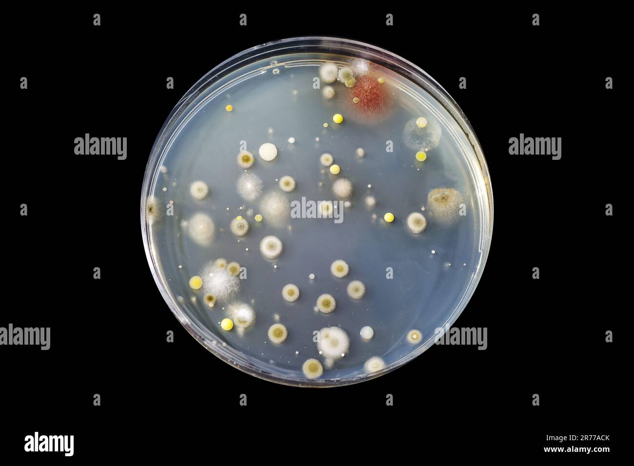 Colonies of different bacteria and mold fungi grown on Petri dish with ...