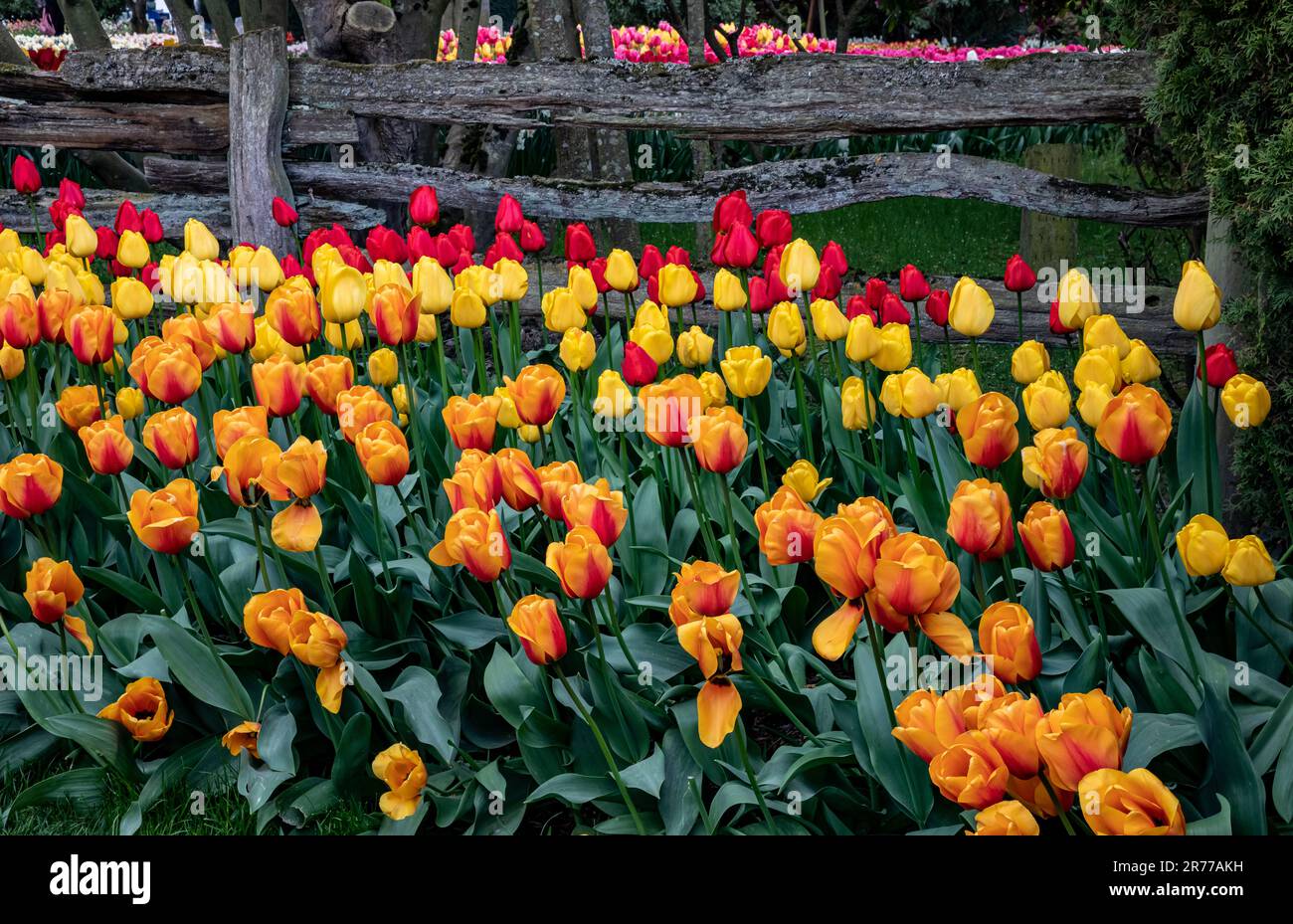 WA23393-00...WASHINGTON - Colorful tulips line the traditional cedar ...