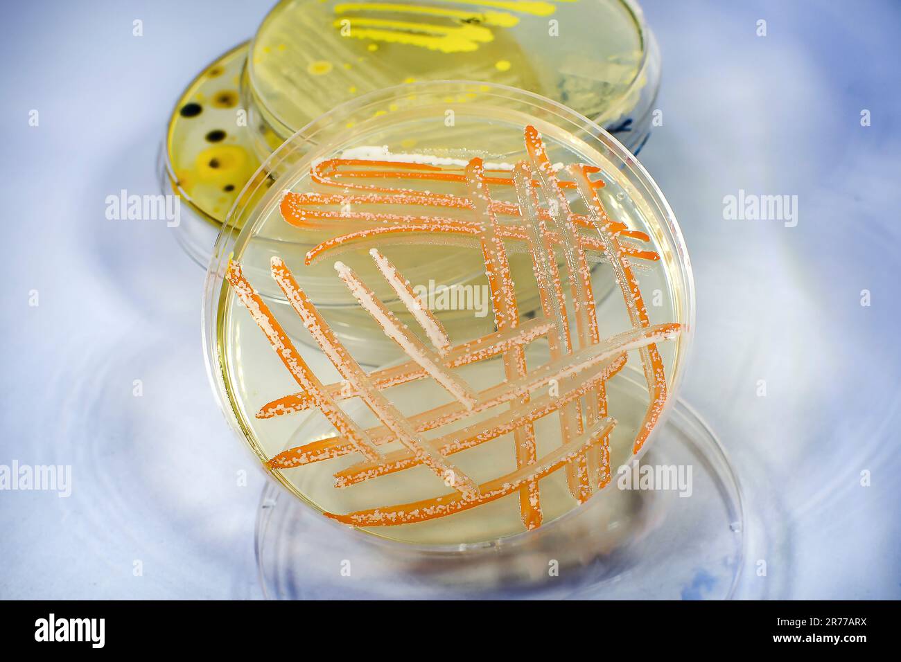 Mixed culture of bacteria and fungi of different colors grown on a ...