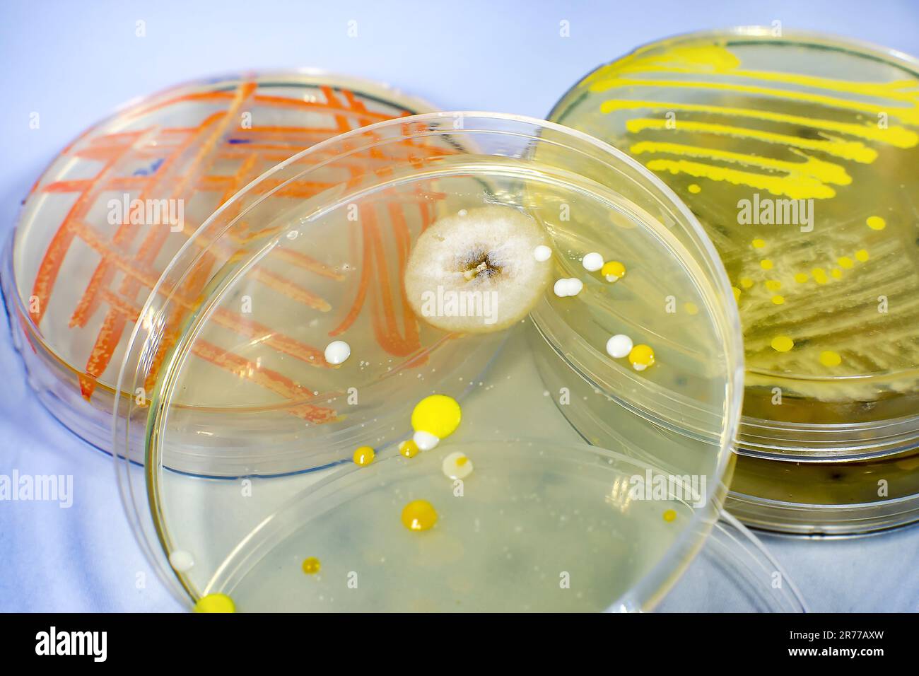 Reed Industrial Microbiology at Charles Dunaway blog