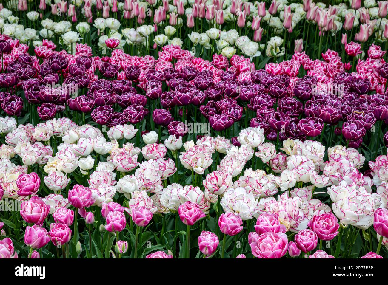 WA23397-00...WASHINGTON - Tulips of different styles and colors in a ...