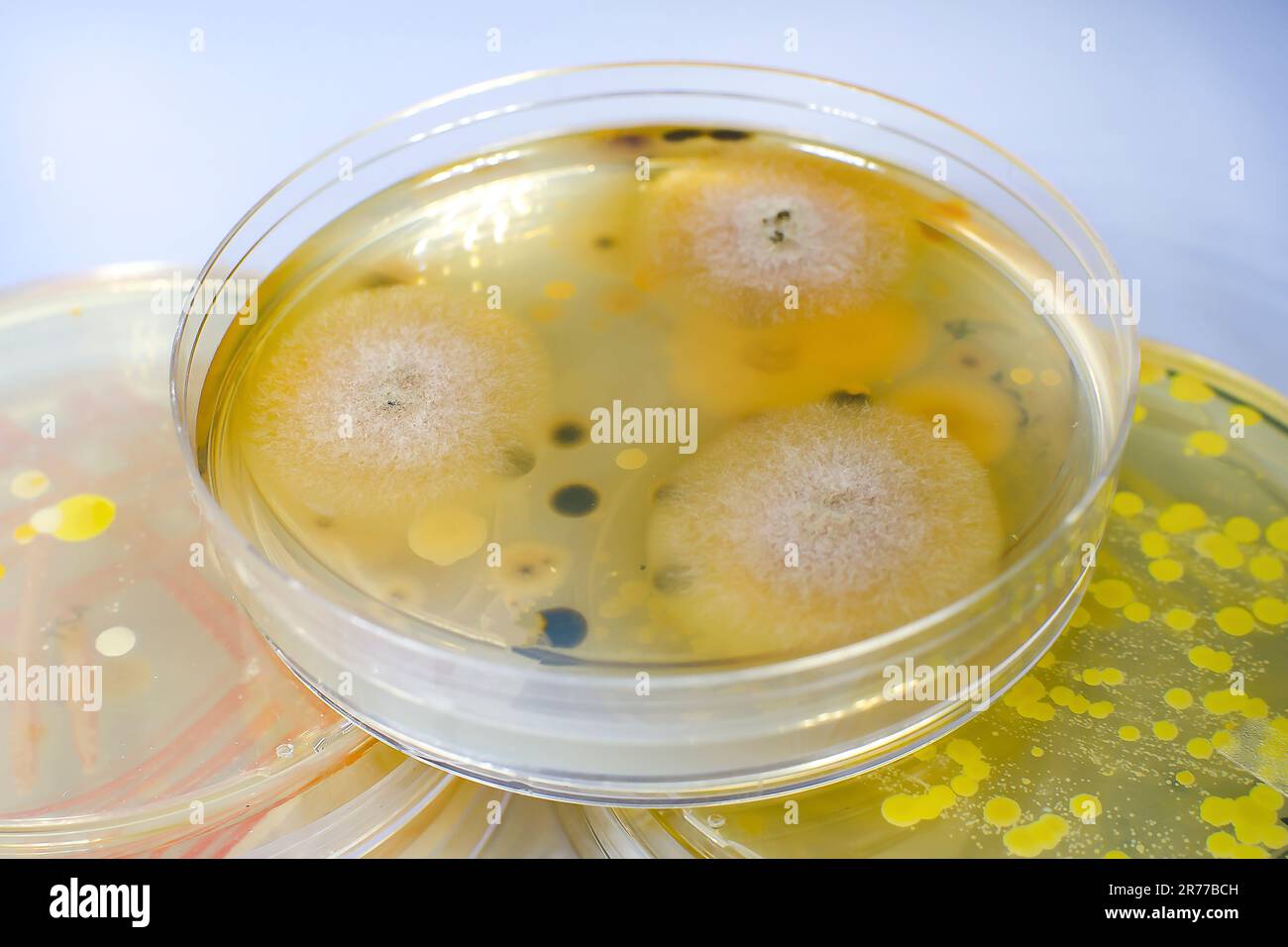 Colonies of mold fungi grown on a Petri dish with nutrient medium Stock ...