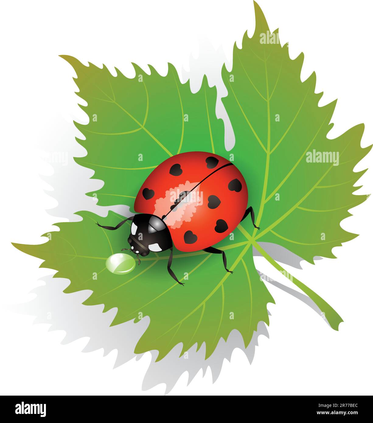 Ladybug close up on Stock Vector Images - Alamy