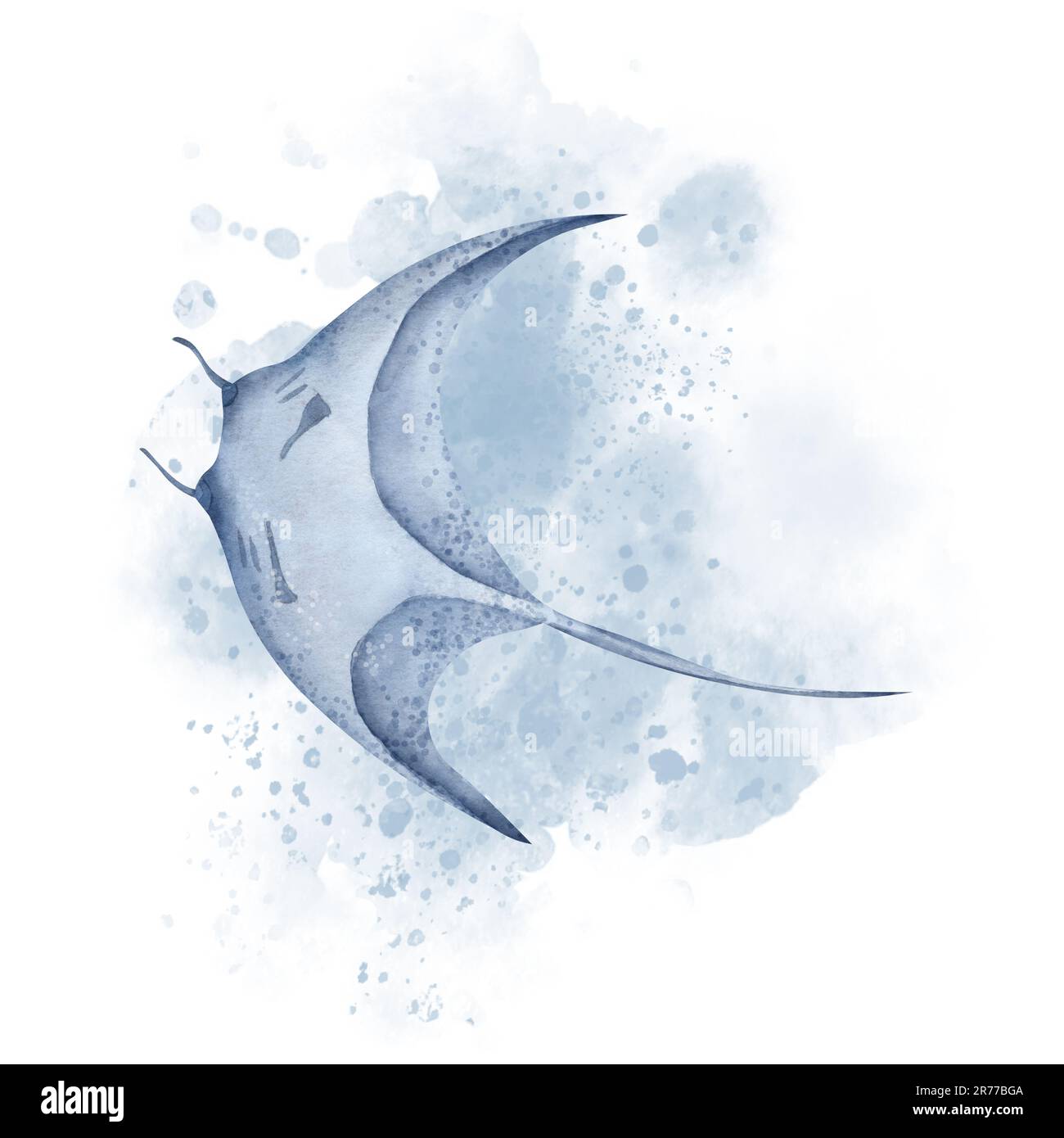 Manta Ray Fish with watercolor splashes. Hand drawn illustration of ...