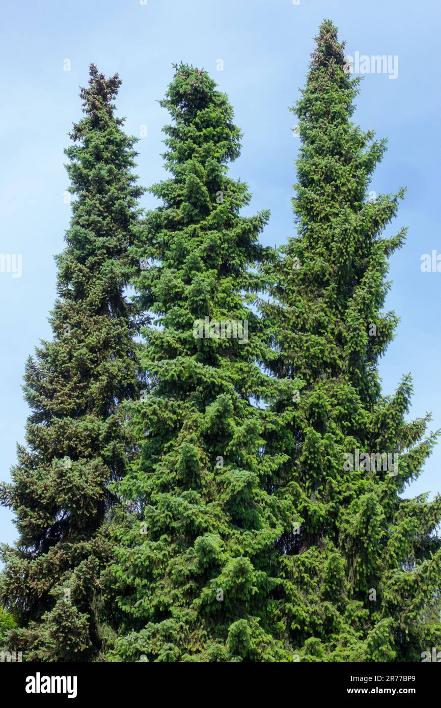 Serbian Spruce, Picea omorika, Erect, Narrow, Tree, Upright, Spruce ...