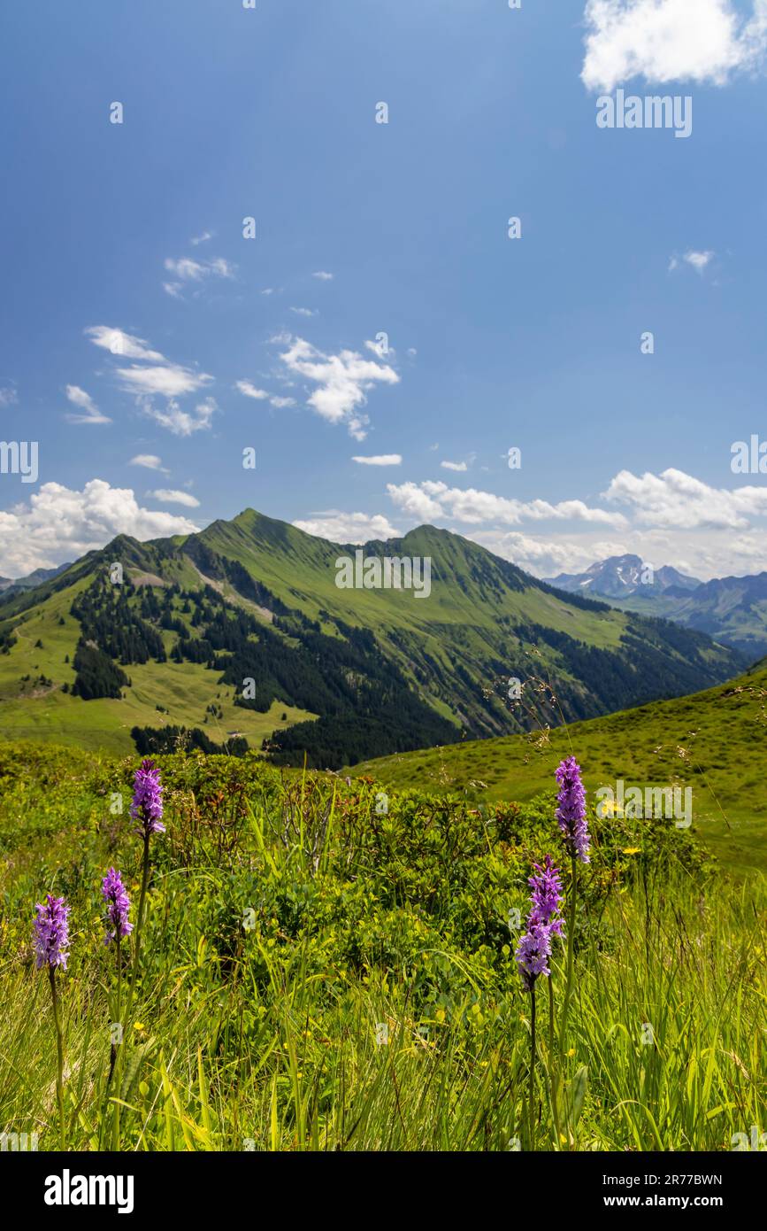 Typical alpine landscape in early summer near Damuls, Vorarlberg ...
