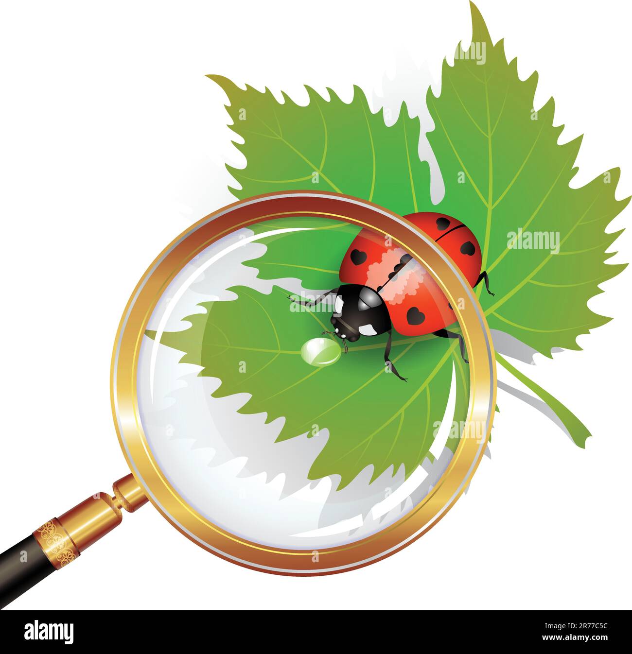Insect bug magnifying glass hi-res stock photography and images - Alamy