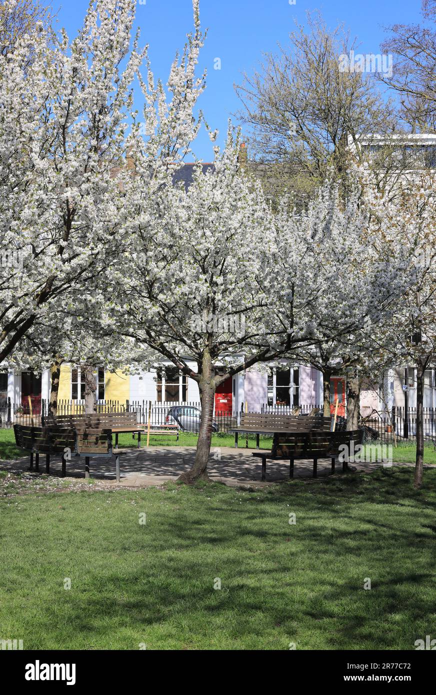 Spring blossom on Chalcot Square in Primrose Hill, north London, UK ...