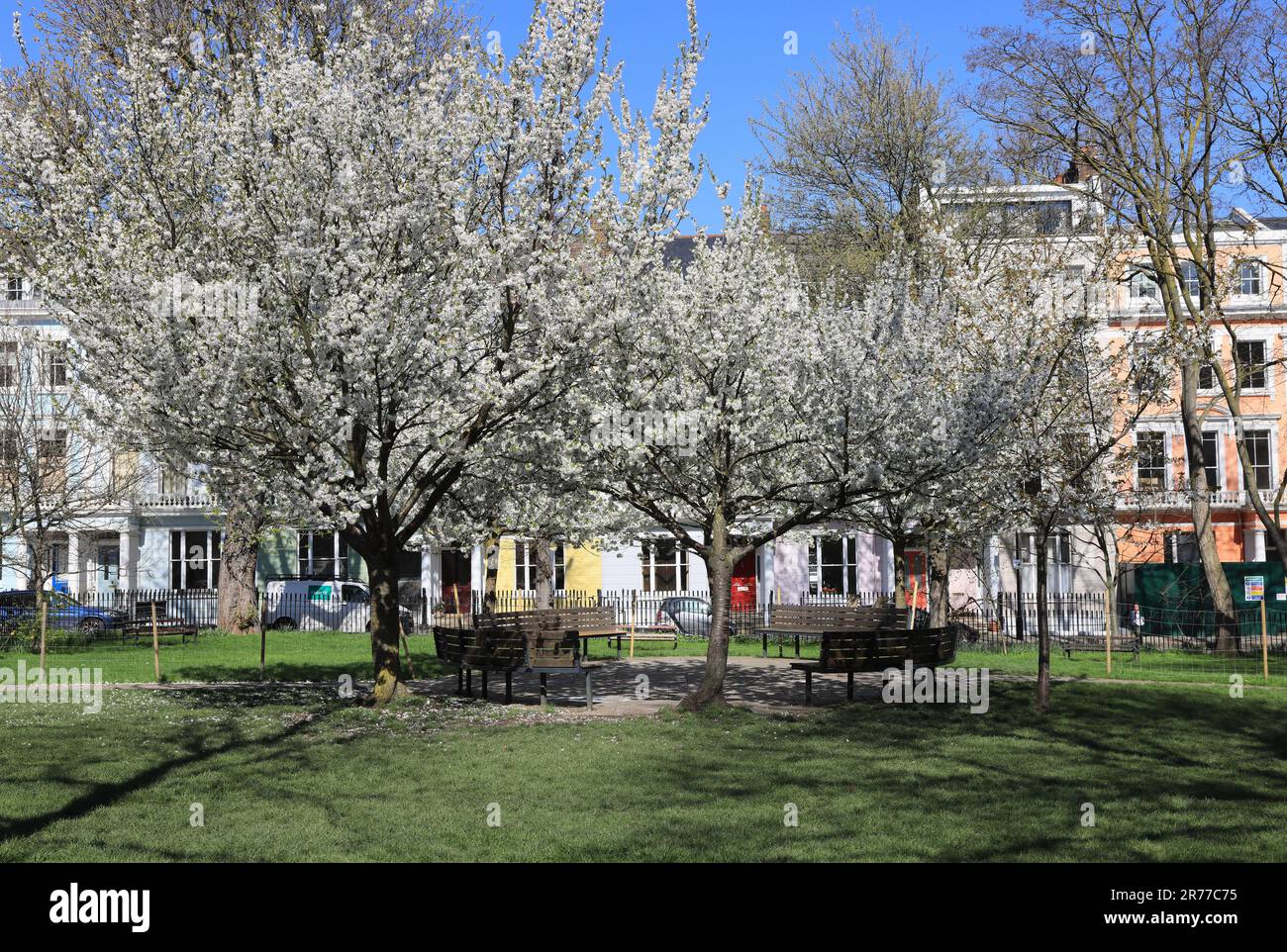 Spring blossom on Chalcot Square in Primrose Hill, north London, UK ...