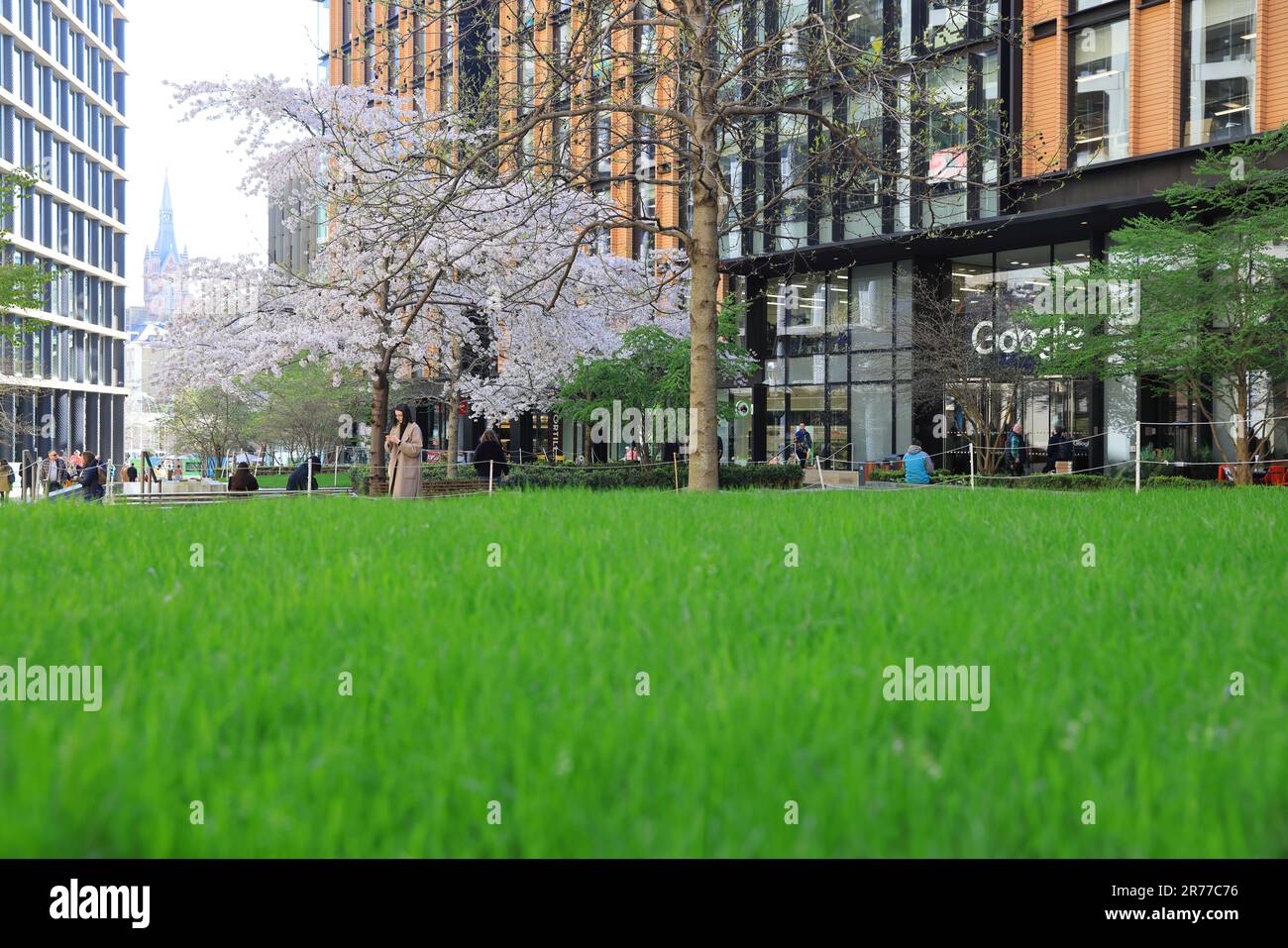 Green grass and blossom on Pancras Square in spring, at Kings Cross ...