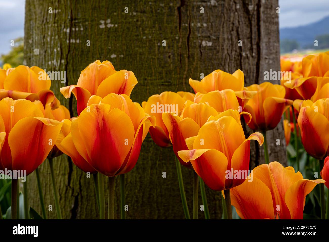 WA23404-00...WASHINGTON - Orange and red tulips at the base of a tree ...