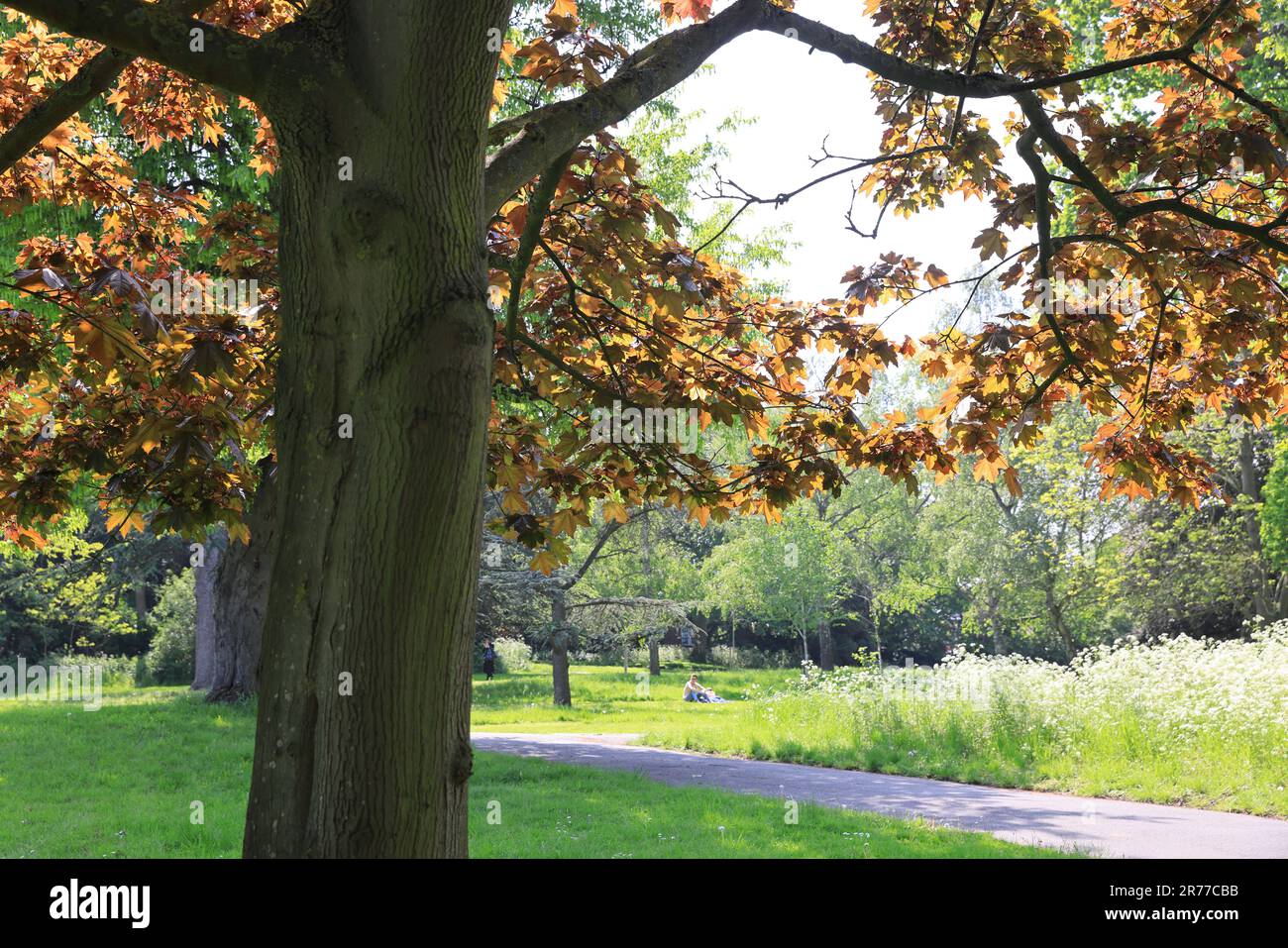 Lovely Springfield Park, in Upper Clapton, in the London Borough of ...