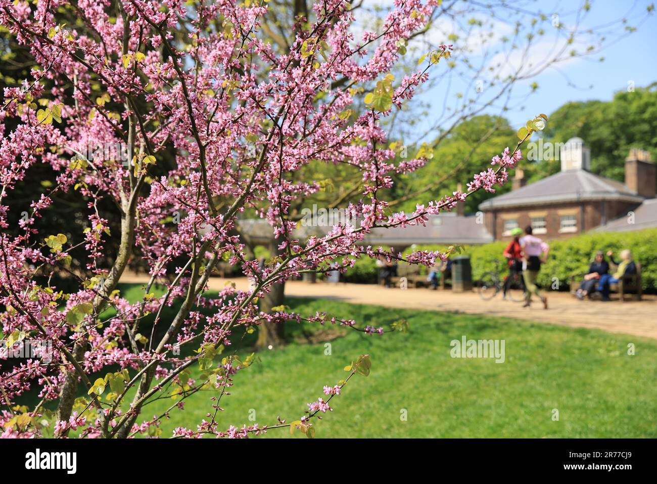 Pink blossom at Kenwood House on Hampstead Heath, in north London, UK ...