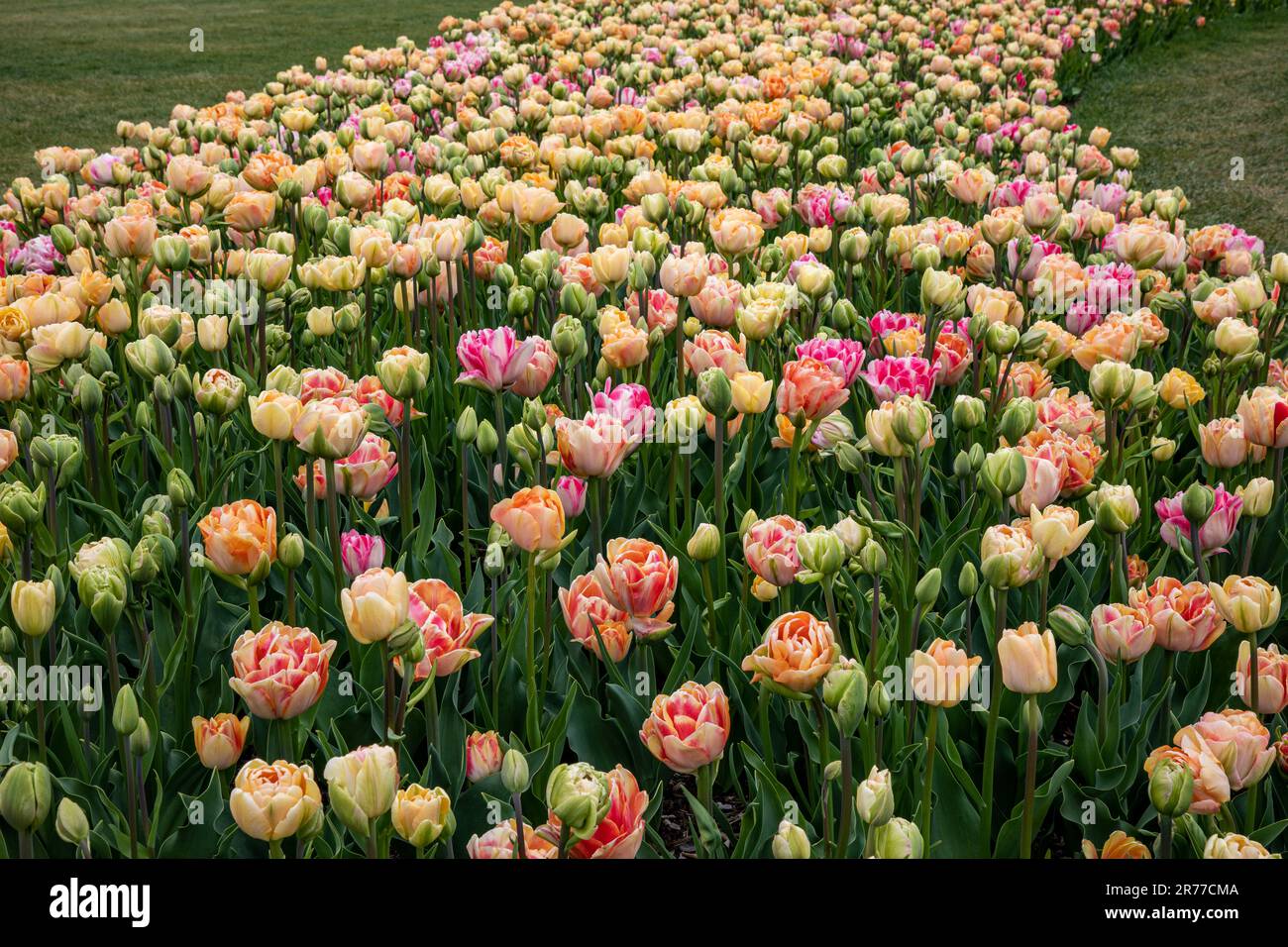 WA23406-00...WASHINGTON - A bed of pastel colored tulips in the display ...