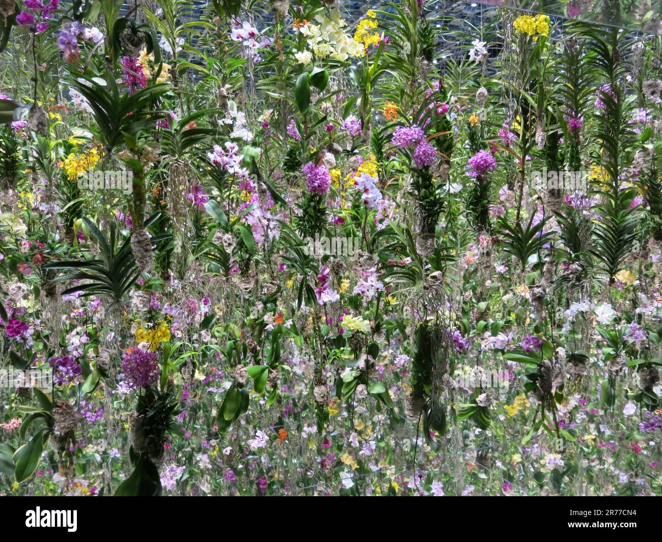 The hanging exotic flowers that you walk through in the immersive ... The hanging exotic flowers that you walk through in the immersive ...
