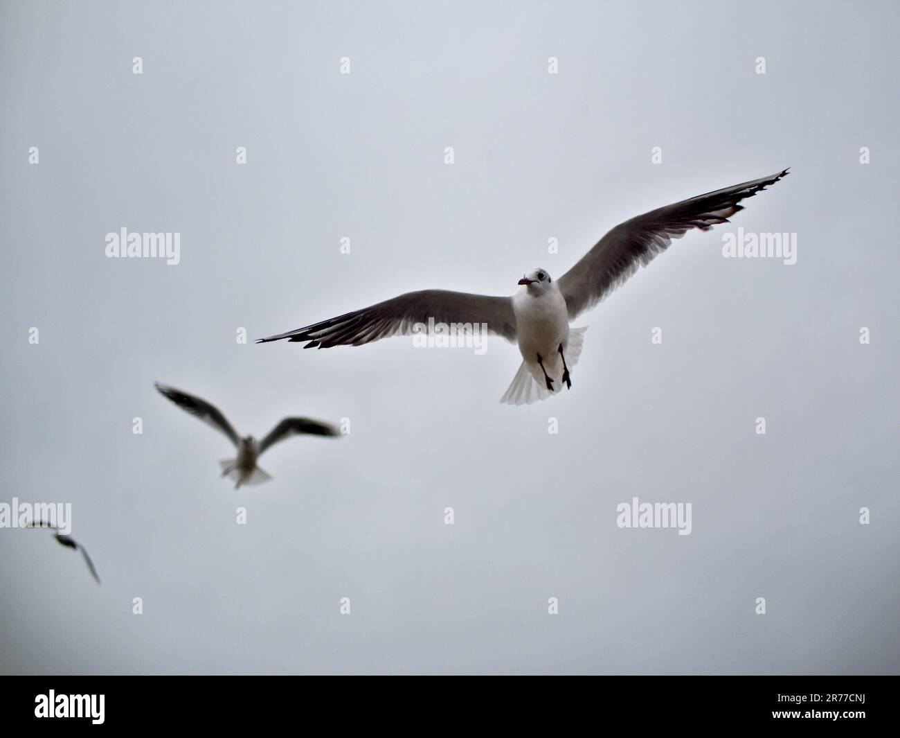Two seagulls in flight against a blue sky, soaring up high Stock Photo ...
