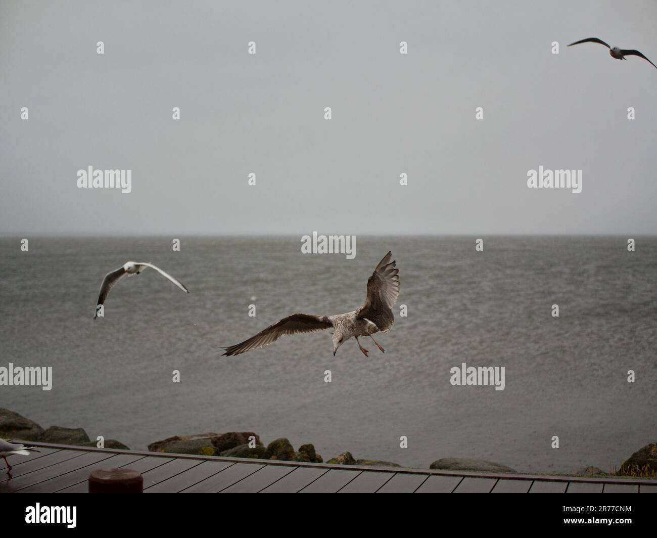 Seagull landing on pier hi-res stock photography and images - Alamy